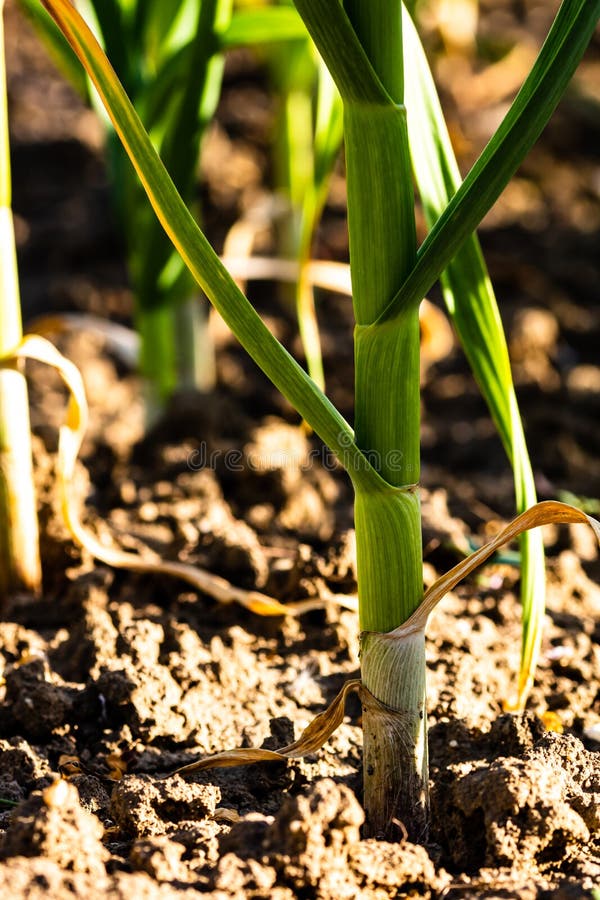 Spring Onions Grown in Vegetable Garden Plots, Organically Grown Onions ...