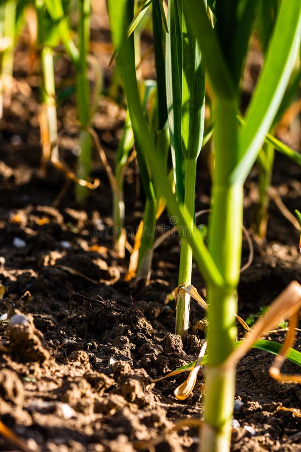 Spring Onions Grown in Vegetable Garden Plots, Organically Grown Onions ...
