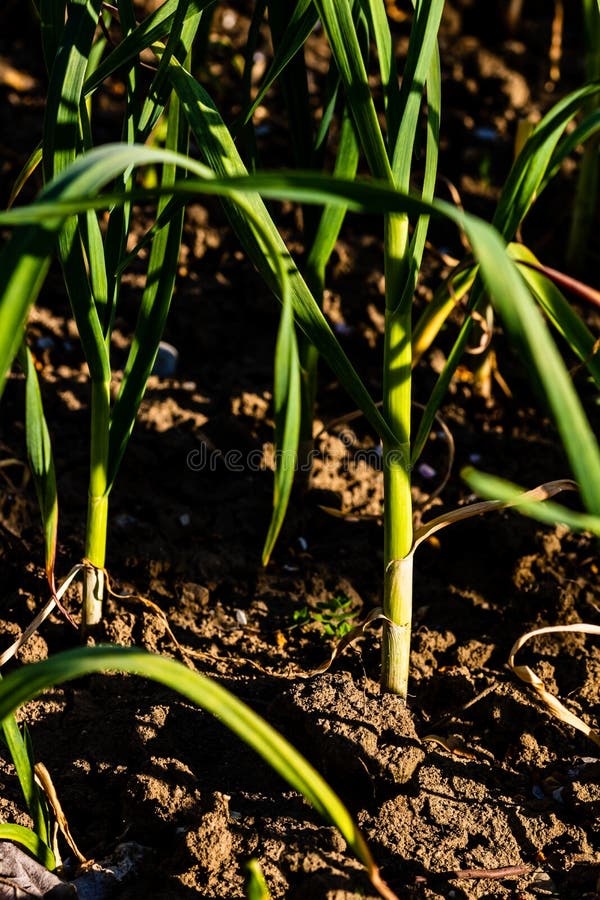 Spring Onions Grown in Vegetable Garden Plots, Organically Grown Onions ...