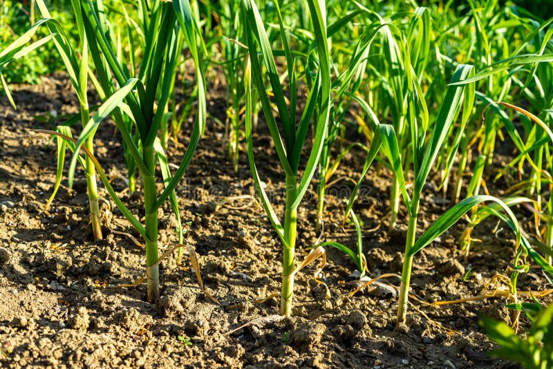 Spring Onions Grown in Vegetable Garden Plots, Organically Grown Onions ...