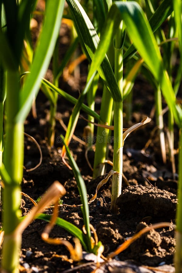 Spring Onions Grown in Vegetable Garden Plots, Organically Grown Onions ...