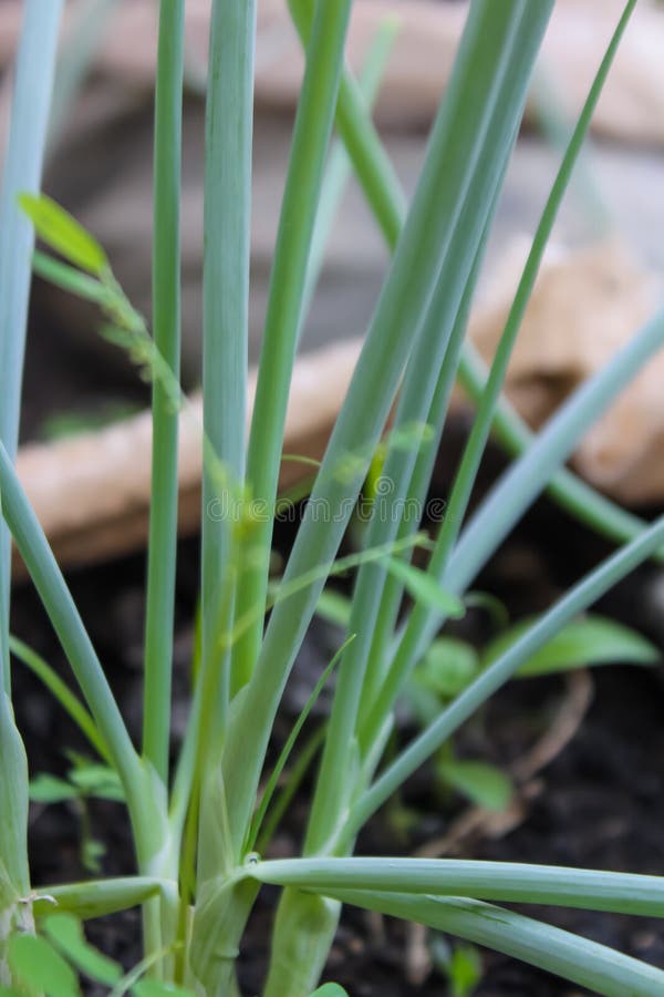 Spring Onions, or Long Scallions, Fragrant, Cooked with Vegetable Soup ...
