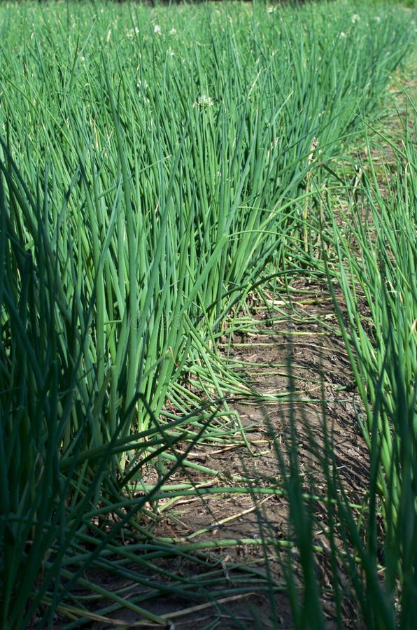 Spring onions stock image. Image of onions, spring, plant - 55148605