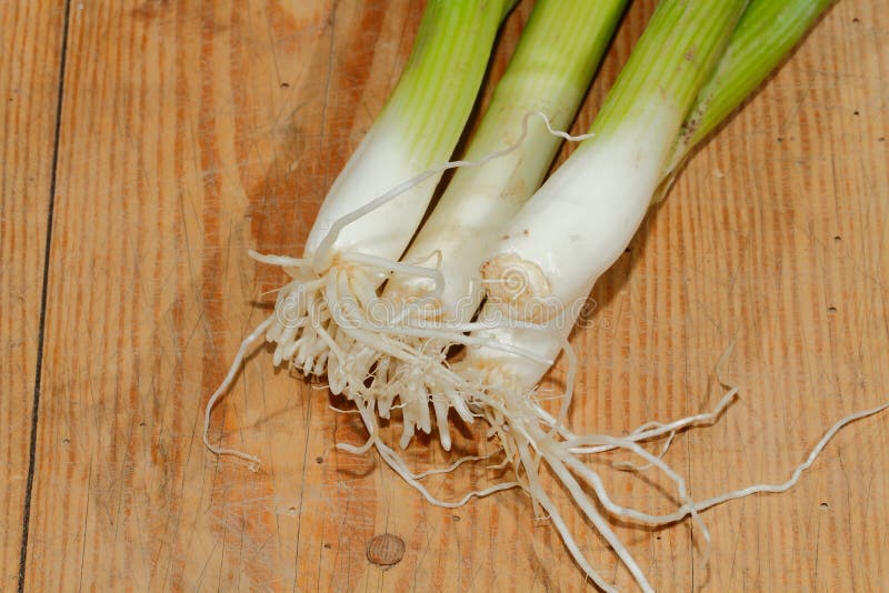 Spring Onions, Onions, Vegetables Stock Image - Image of group, ripe ...