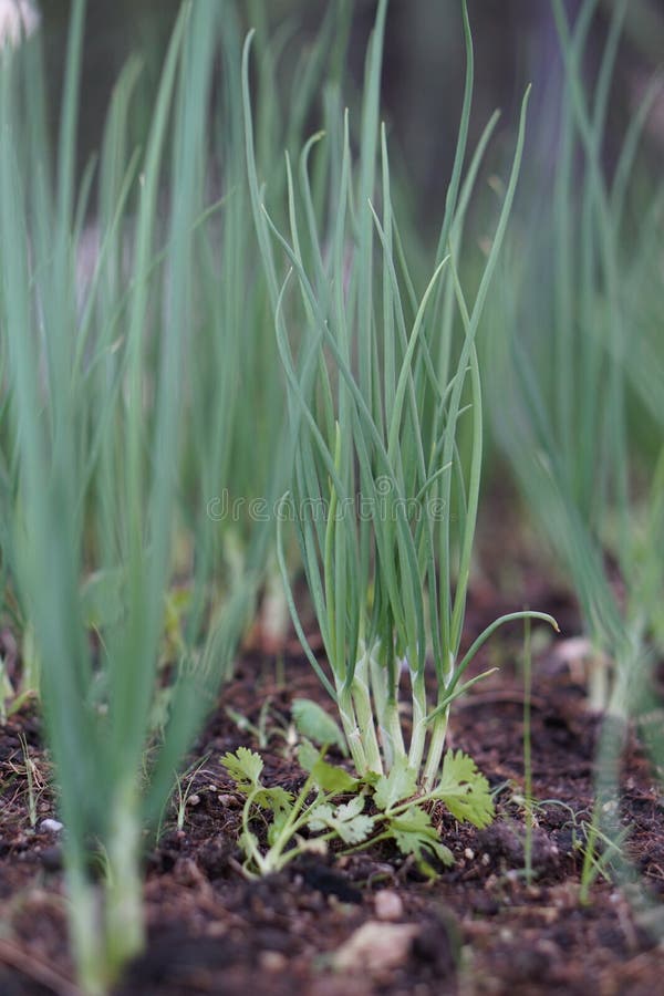 Spring Onions Plants in Greenhouse. Stock Image - Image of cuisine ...