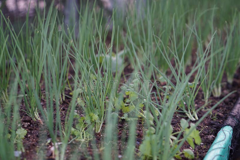 Spring Onions Plants in Greenhouse. Stock Image - Image of health ...