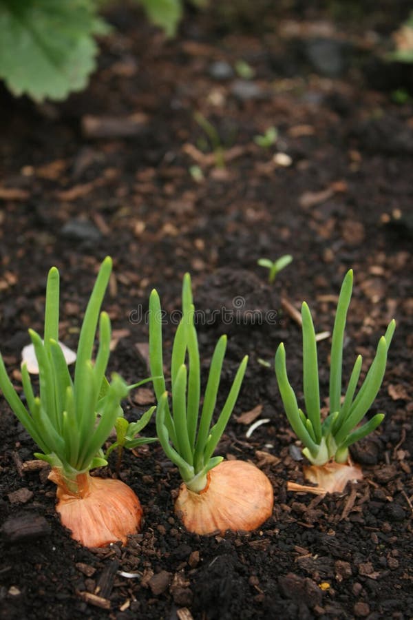 Spring Onions in Soil stock photo. Image of healthy, green - 8829042