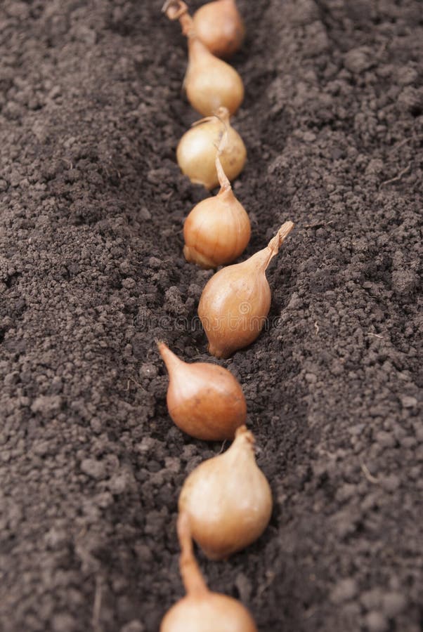 Onions. stock photo. Image of closeup, agriculture, food - 38748344