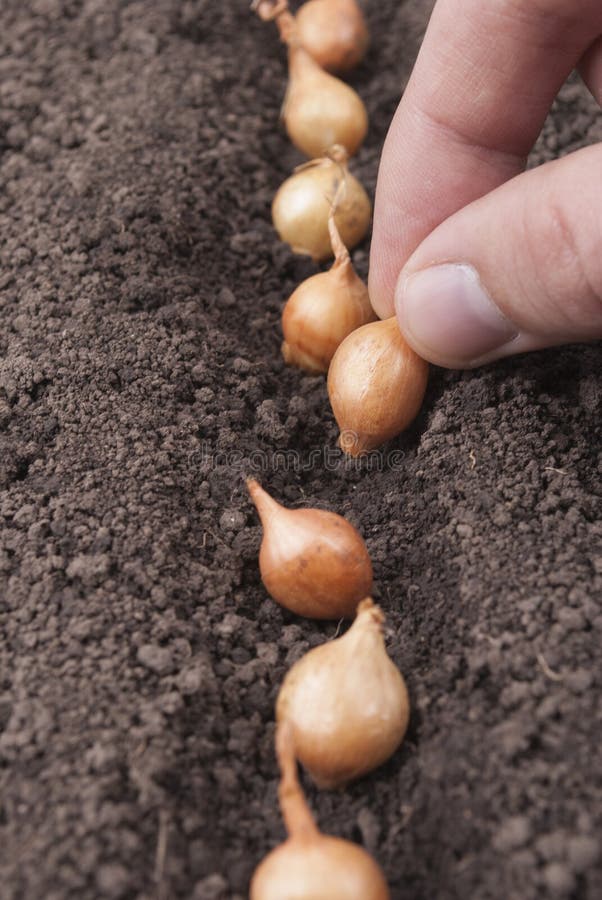 Spring onions in soil. stock image. Image of nature, farming - 38748067