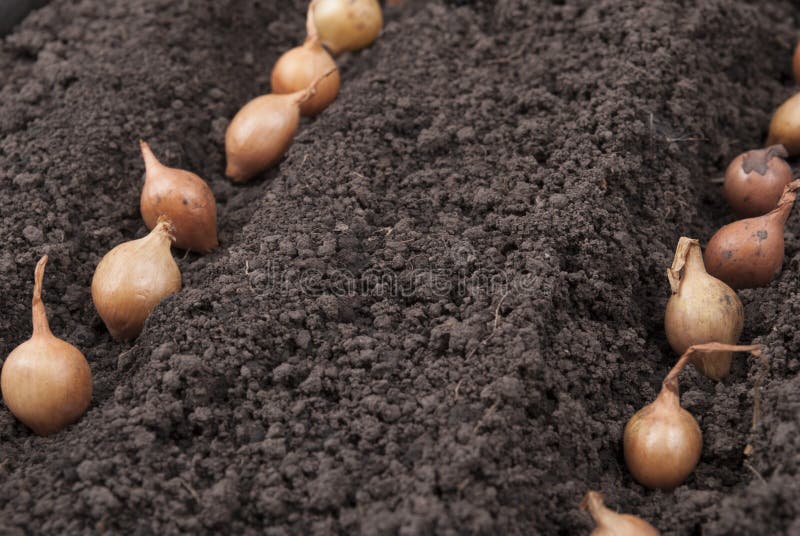 Spring onions in soil. stock photo. Image of spring, natural - 38748118