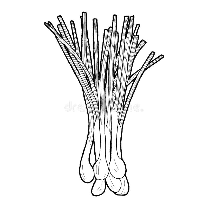 Spring Onions Stock Illustrations – 1,409 Spring Onions Stock ...