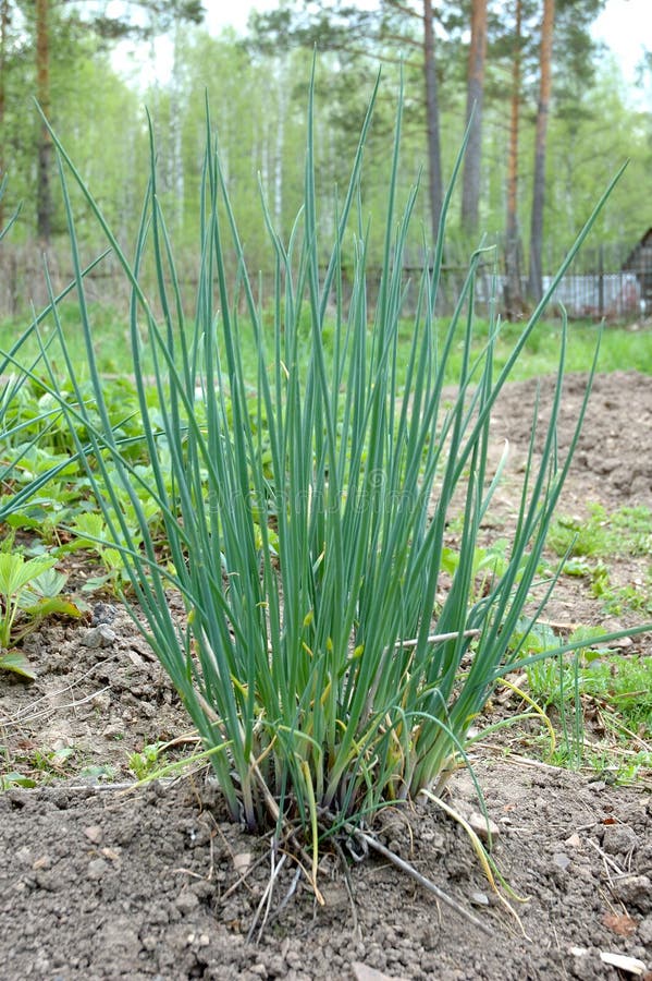 Spring Onions on Vegetable Garden. Stock Photo - Image of kitchen ...