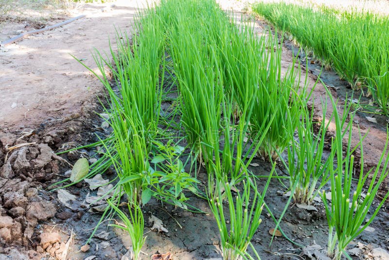 Spring Onions in Vegetable Garden Stock Photo - Image of closeup, green ...
