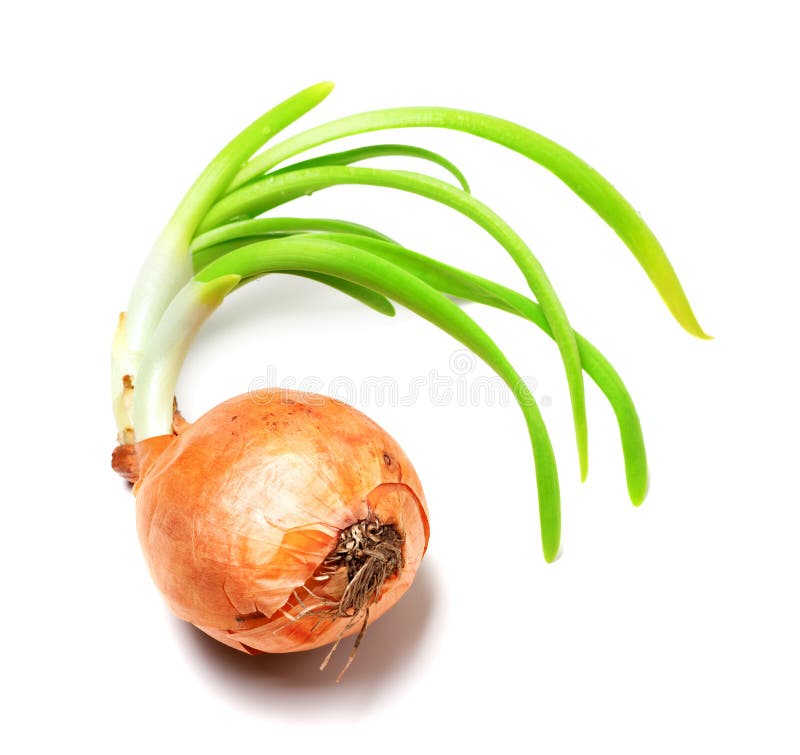 Spring Onions on White Background Stock Image - Image of freshness ...