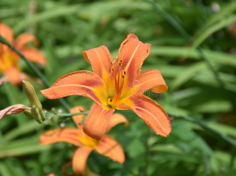 Spring Orange Daylilies Blooming in a Garden Stock Image - Image of ...
