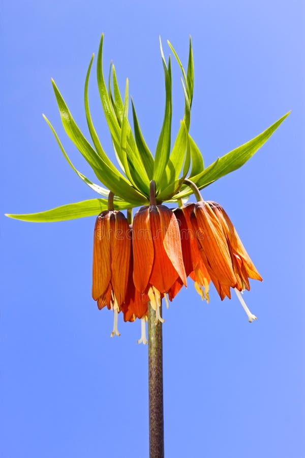 Spring orange flower stock image. Image of blue, specimen - 19507459