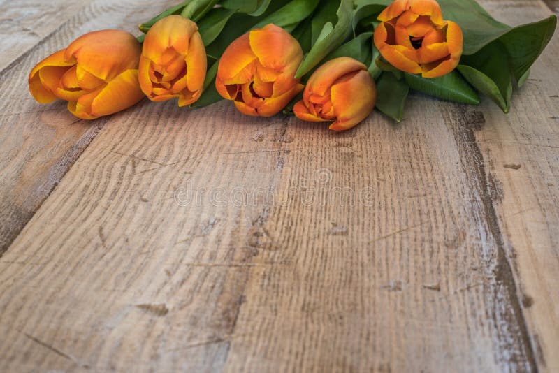Spring Orange Tulips on a Vintage Wood Background. Stock Image - Image ...