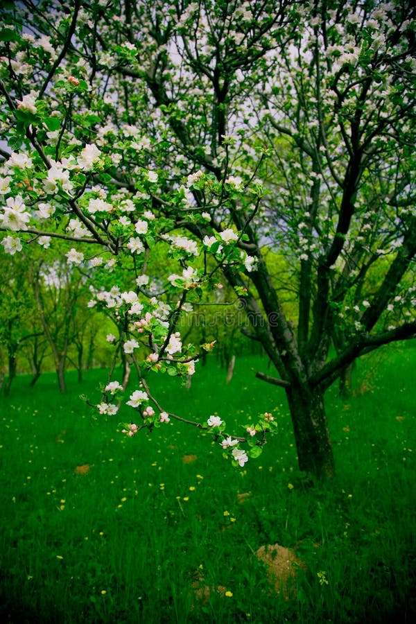 Spring Orchard stock image. Image of tree, trees, spring - 2367469