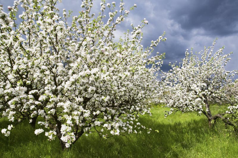Spring orchard 3 stock photo. Image of beautiful, agriculture - 13303024