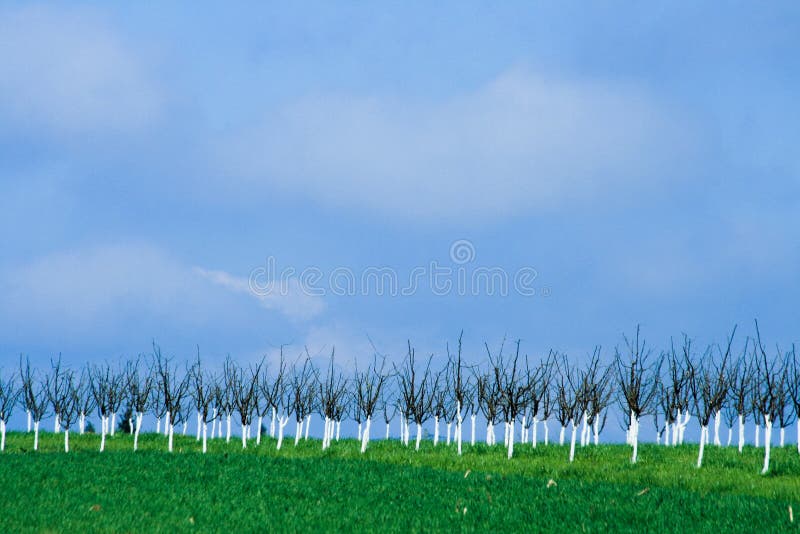 Spring orchard stock photo. Image of spring, weather, fresh - 4905314