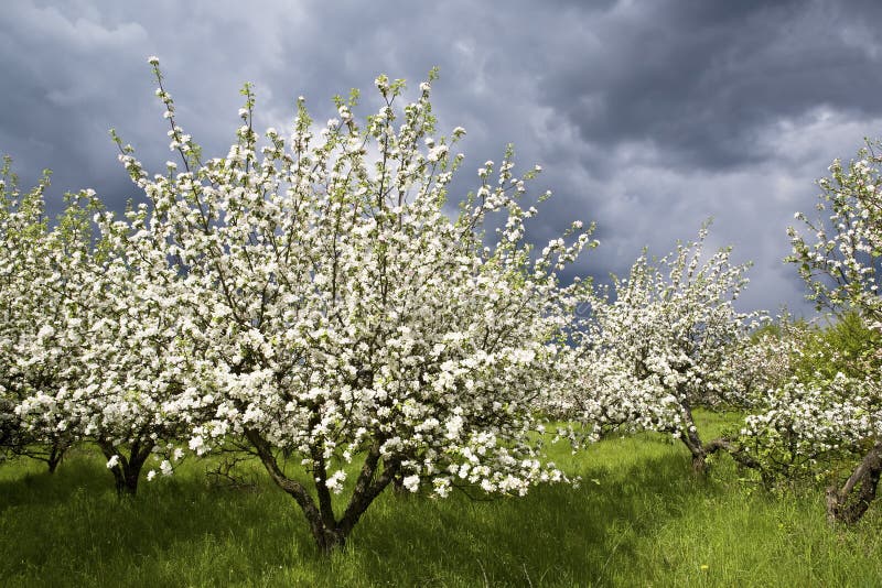 Spring orchard stock image. Image of flower, bloom, springtime - 9112987