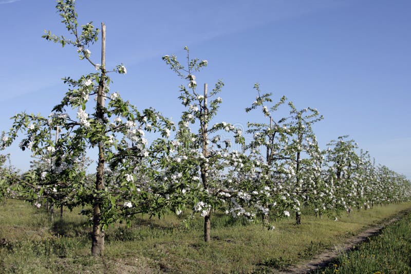 Spring in the orchard stock image. Image of tree, nature - 9195545