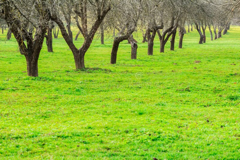Spring Orchard Alley in Warm Sunny Day Stock Photo - Image of grass ...