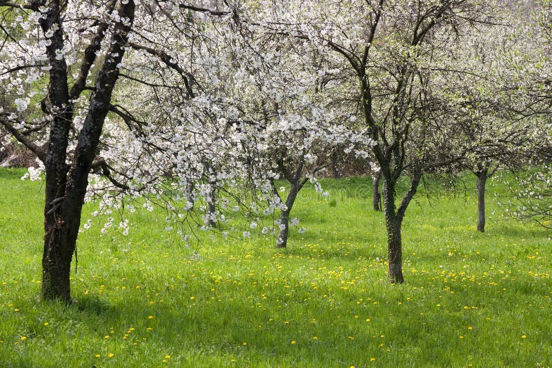 Spring orchard blossom stock photo. Image of springtime - 13952872
