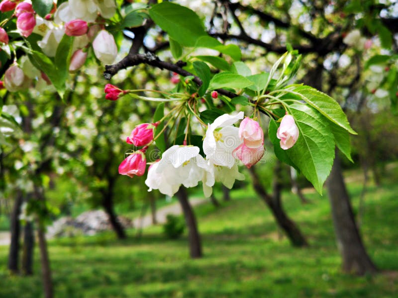 Spring in the Orchard - Blossom Trees - Flower Details Stock Photo ...