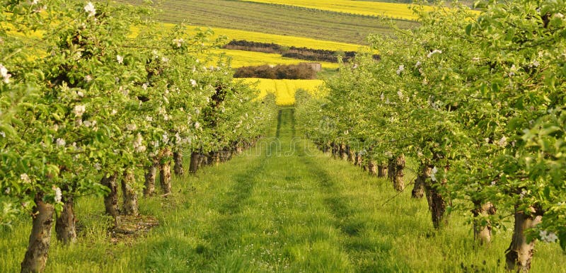 Spring in the orchard stock photo. Image of agriculture - 49048038