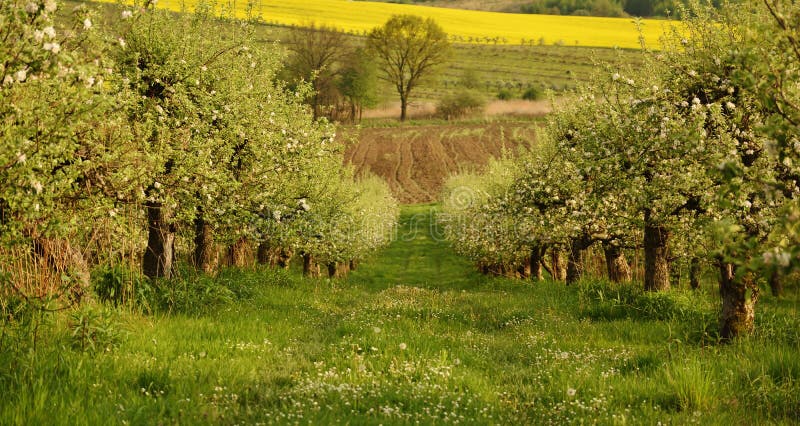 Spring in the orchard stock image. Image of leaf, branch - 49048041