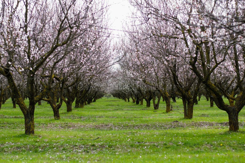 Spring orchard stock image. Image of blossom, meadow - 51133709