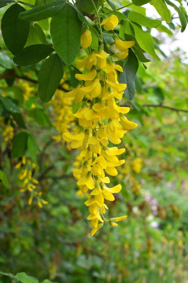In Spring, Laburnum Blooms in Nature Stock Photo - Image of garden ...