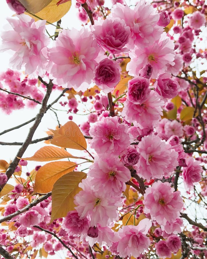Spring in Oslo stock image. Image of flowers, oslo, spring - 114919825
