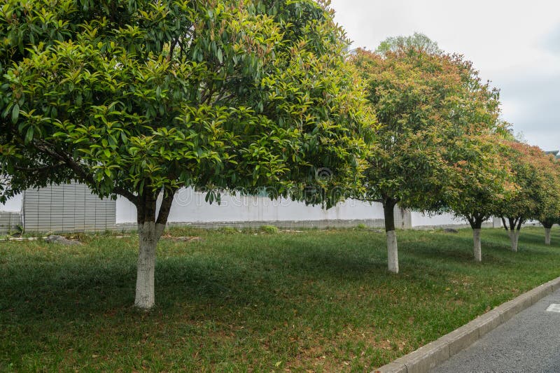 Spring Osmanthus tree stock photo. Image of shape, camphor - 312863568