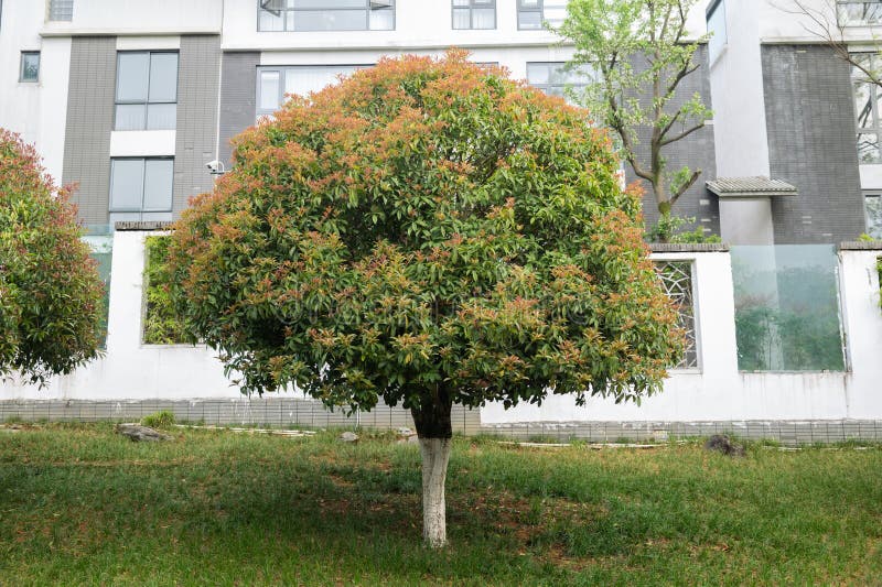 Spring Osmanthus tree stock image. Image of leaf, concept - 312863571