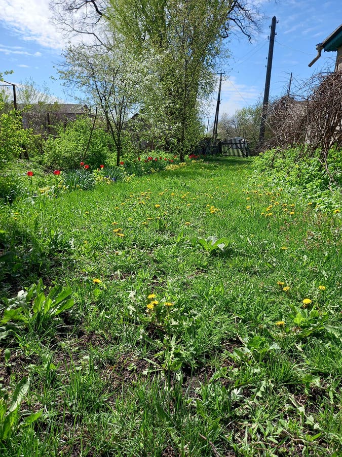 Spring in our yard stock image. Image of garden, tree - 217724655