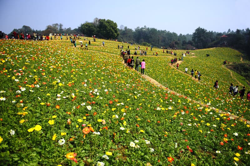Spring Outing of Chinese People Stock Photo - Image of crowd, flower ...