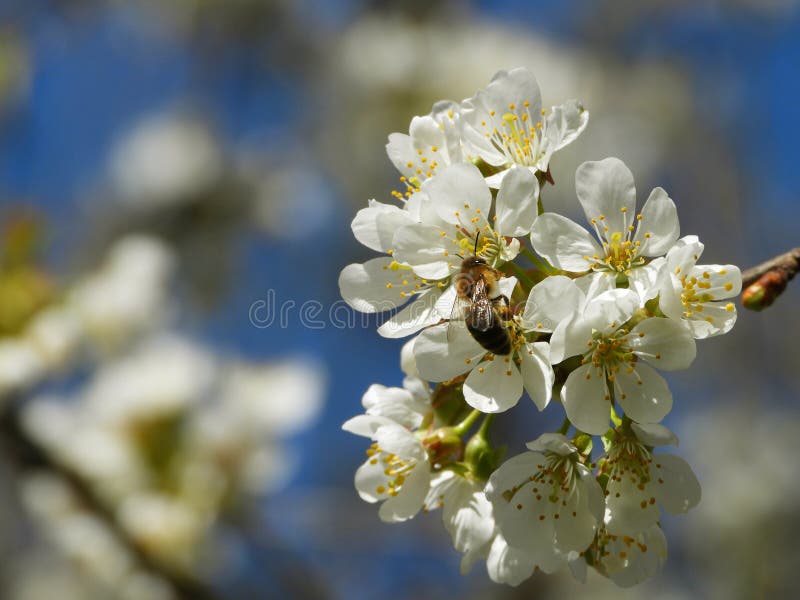 Bee with Large Amount of Pollen Stock Image - Image of collected ...