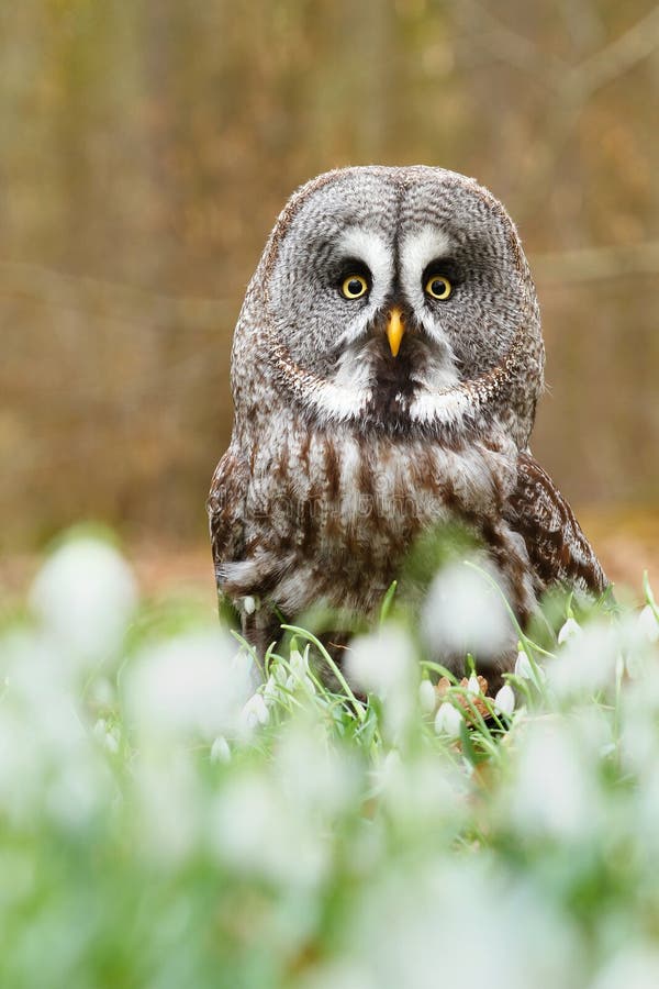 Spring owl Strix nebulosa stock photo. Image of animal - 68833368