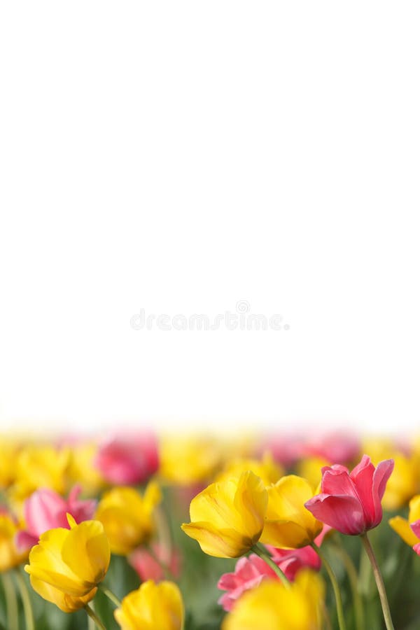 Spring page stock image. Image of sheet, note, flower - 51641659