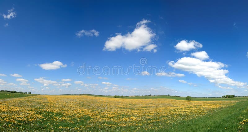Spring panorama stock photo. Image of dandelion, blue - 2457076