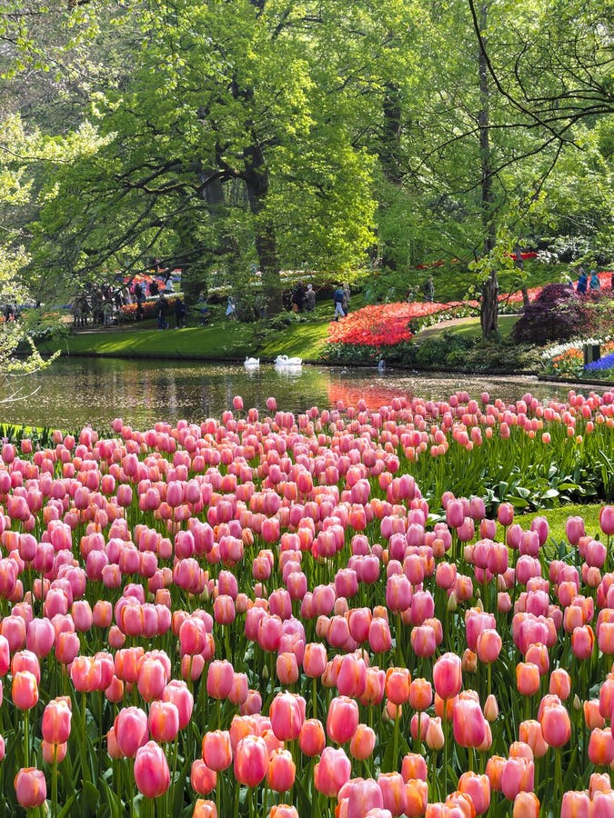 Blooming Multicolor Tulips in Spring Garden of Netherlands. Stock Image ...