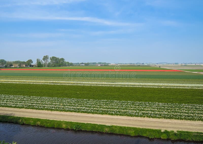 Spring Panorama of Blooming Tulip Fields. Netherland Stock Image ...