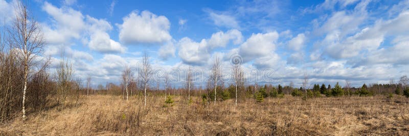 Spring panorama stock photo. Image of environment, branch - 39557520
