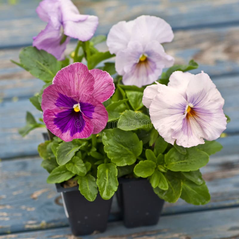 Garden Pansies stock image. Image of garden, vibrant - 36555087