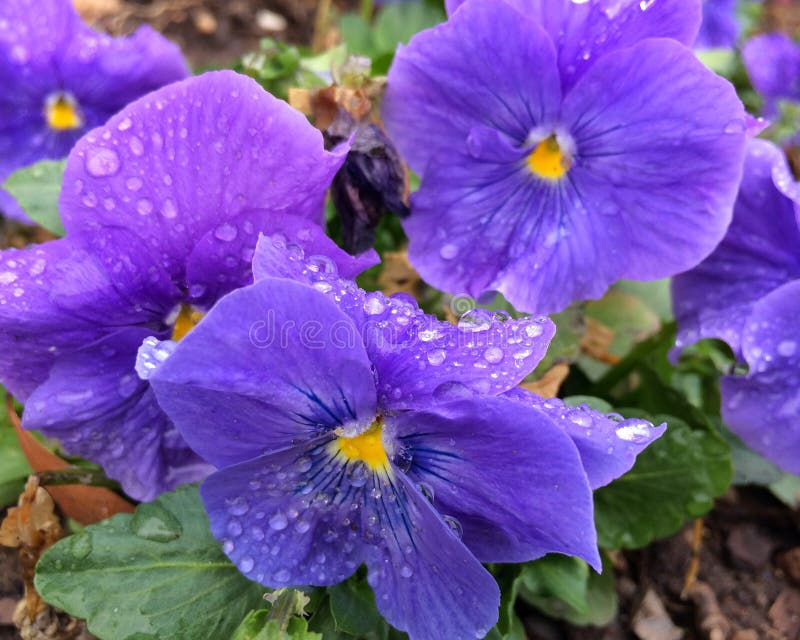 Spring pansies stock photo. Image of drops, spring, covered - 68289894