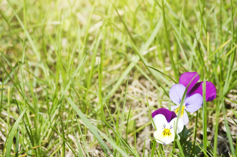 Spring Pansies Flowers stock photo. Image of colorful - 39449504