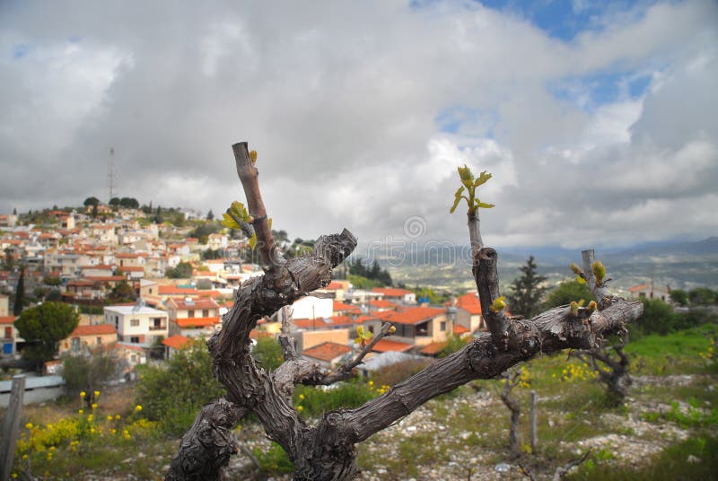 Spring Paphos stock photo. Image of view, blossom, city - 101824454
