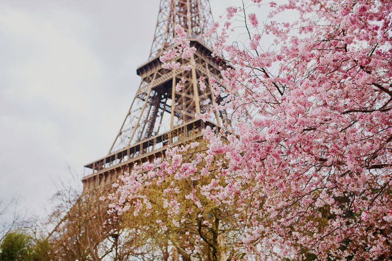 Beautiful Cherry Blossom Tree and the Eiffel Tower Stock Photo - Image ... Beautiful Cherry Blossom Tree and the Eiffel Tower Stock Photo - Image ...